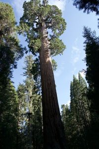 11 Tallest Trees in The World 11 (Amazing!) - Footwear Heights